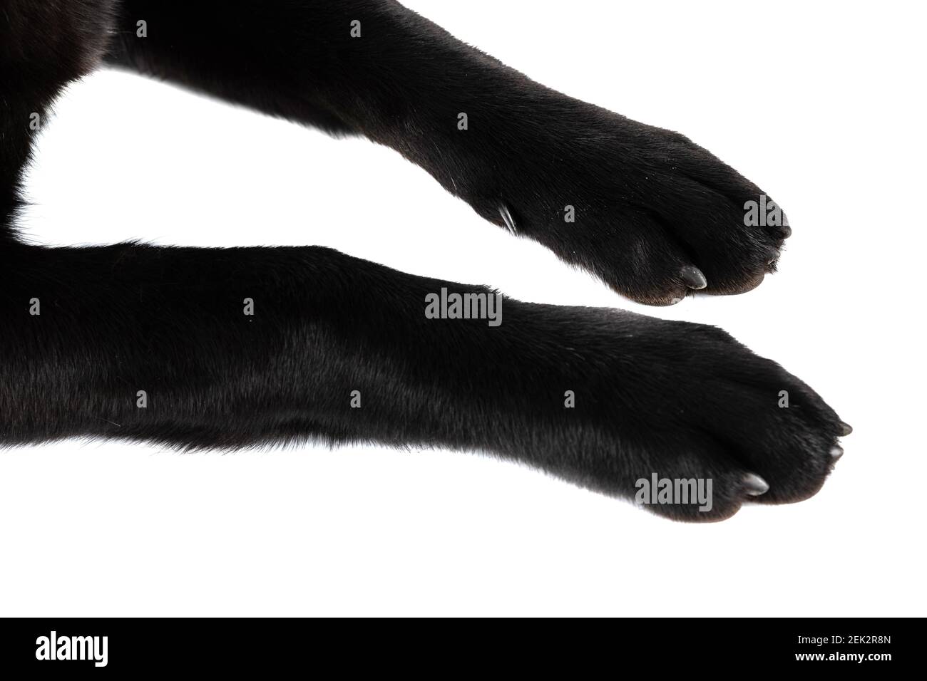 side view of two labrador retriever dog's paws against white studio ...