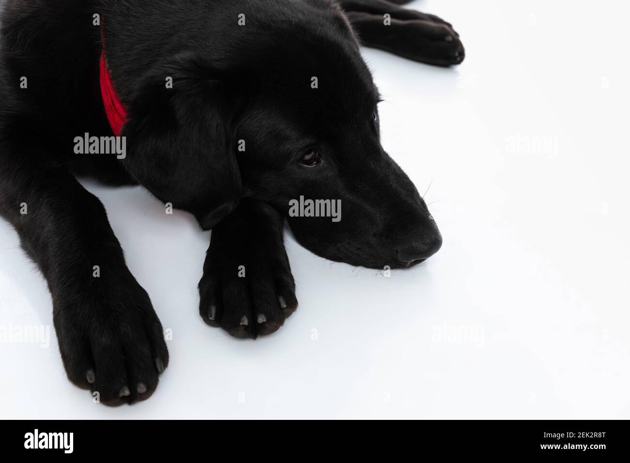 tired labrador dog resting on the ground and wearing a red bandana ...