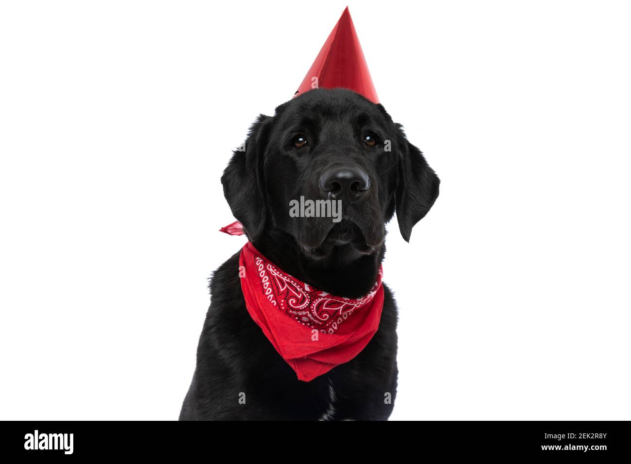 Happy Birthday Cute Lab