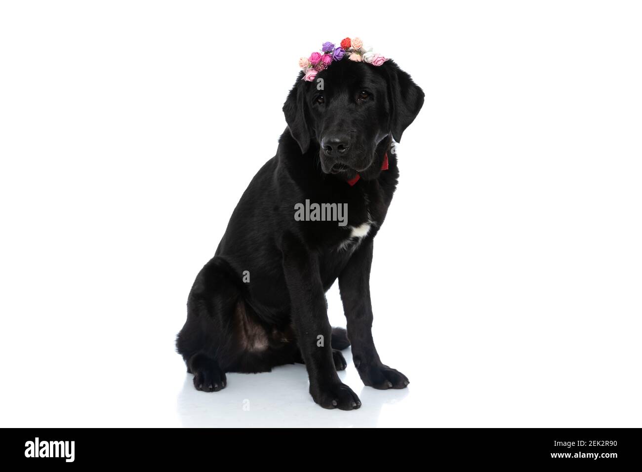 beautiful elegant labrador retriever dog wearing a bowtie and flowers ...