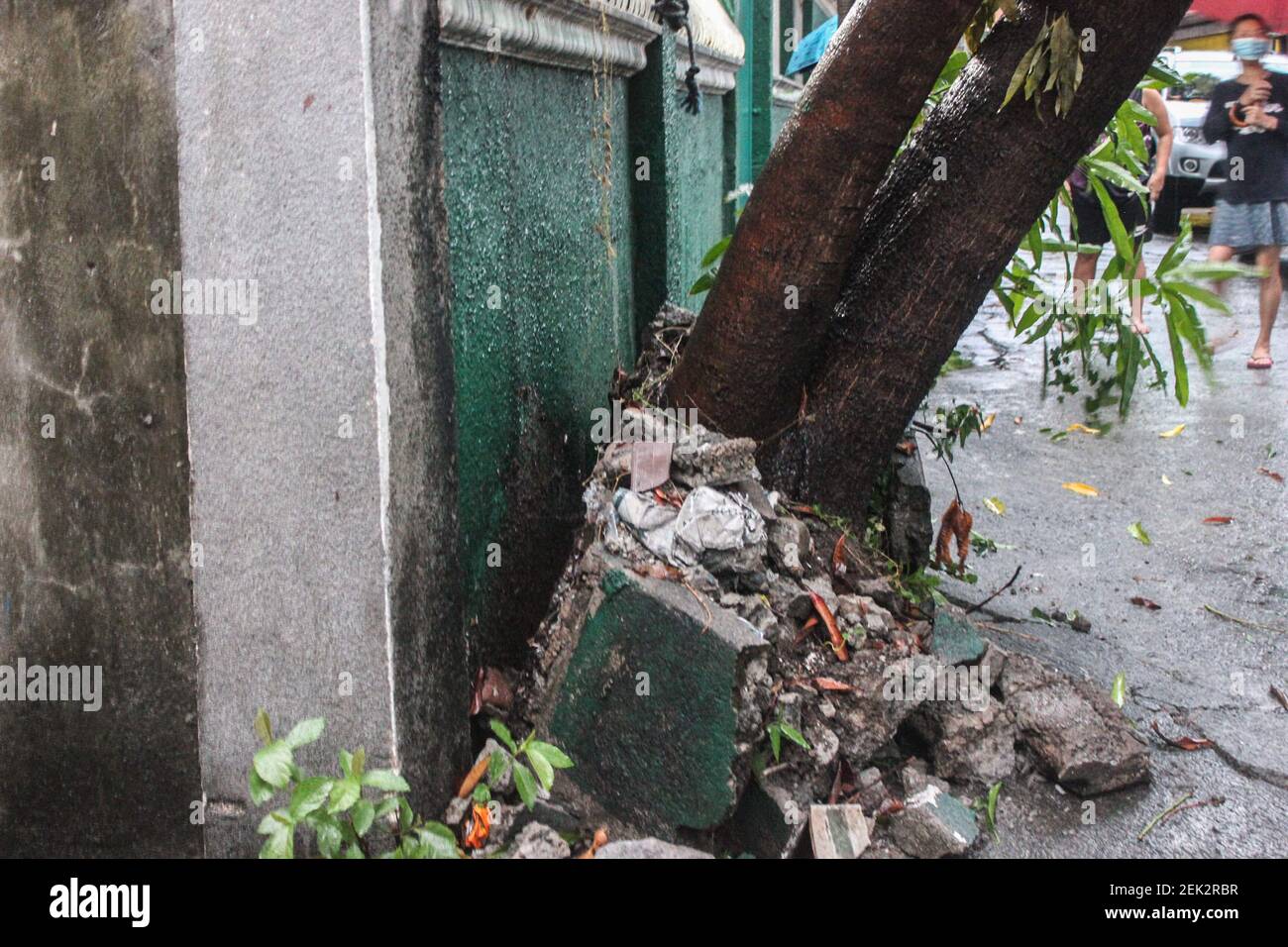 A view of a 20-year old tree that was uprooted due to the strong winds ...