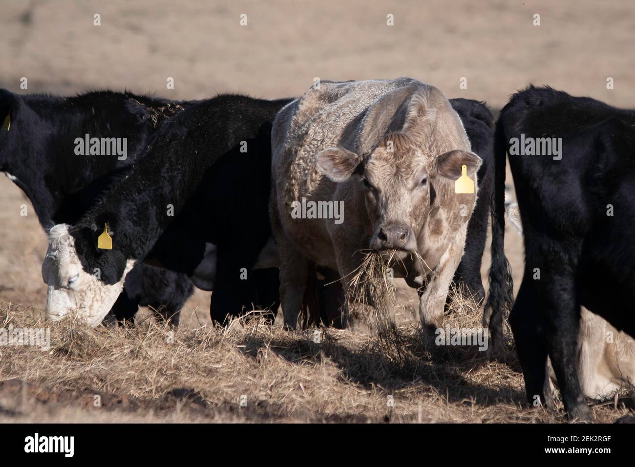 Multiple cows hi-res stock photography and images - Alamy