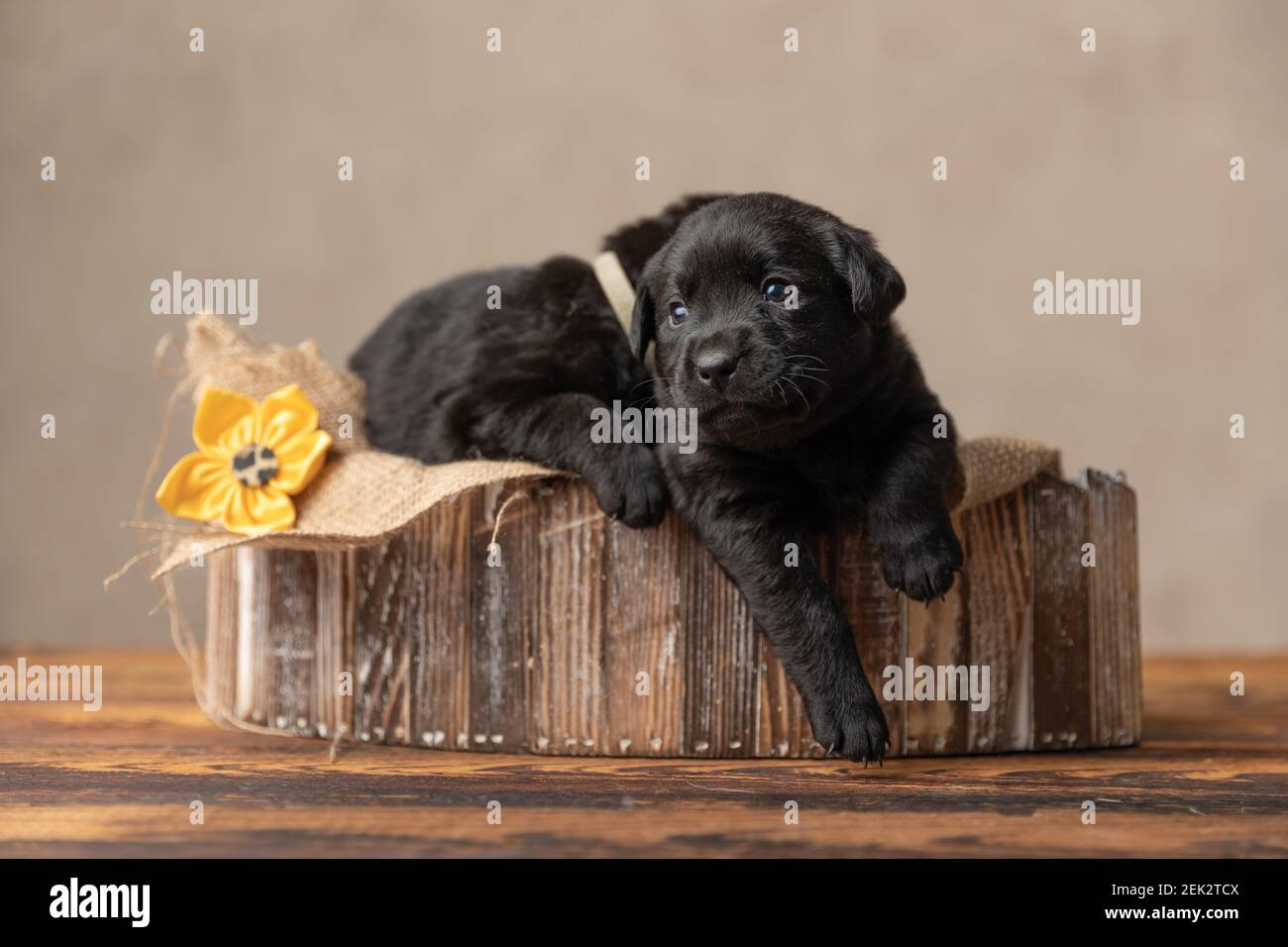 labrador retriever dog hiding his face behind his friend that is ...