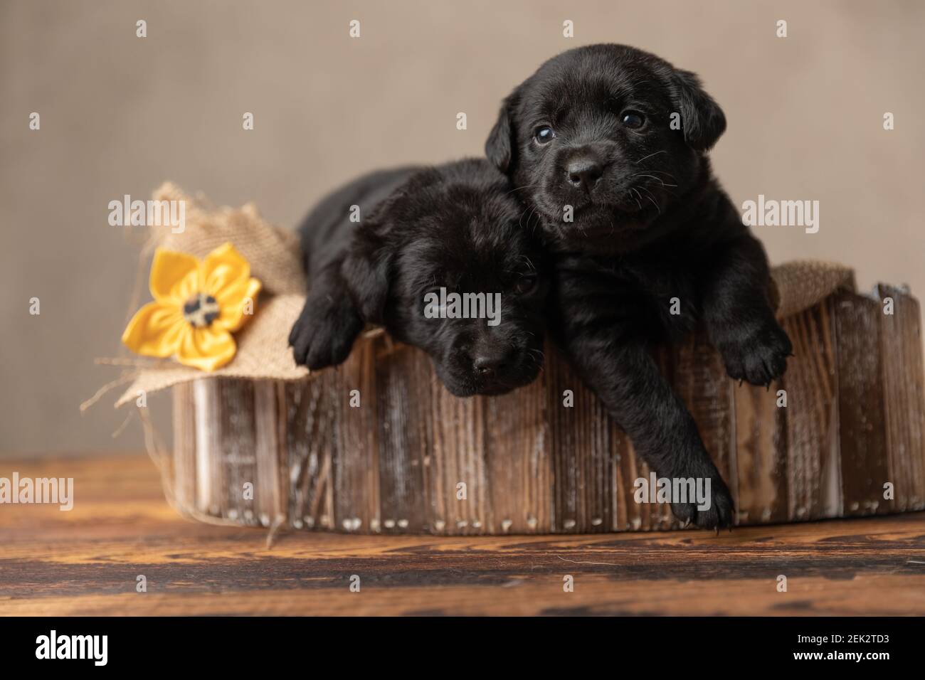 two cute labrador retriever dogs cuddling and laying in their wooden ...
