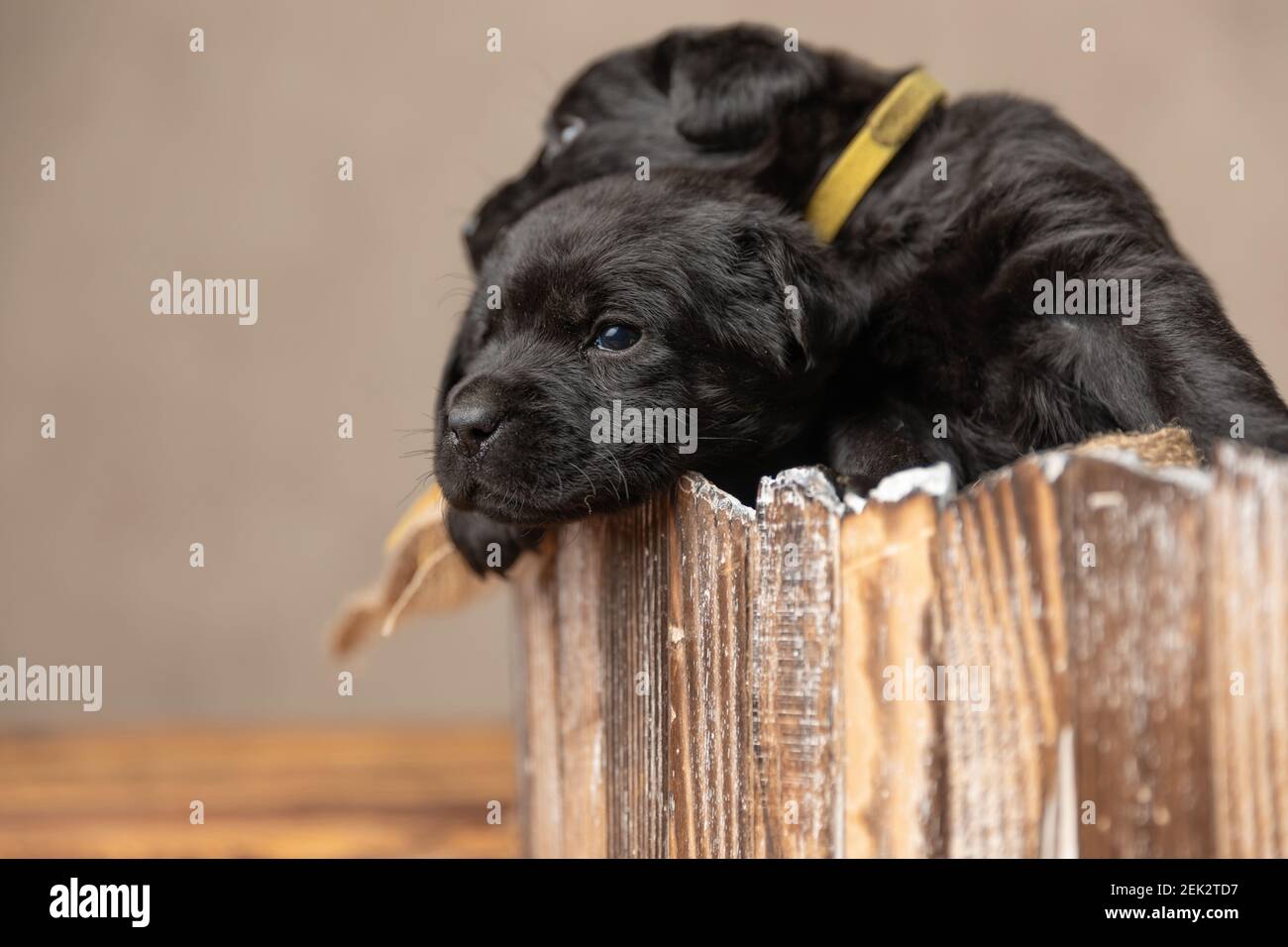 labrador retriever baby dog is resting on his friend in their wooden ...