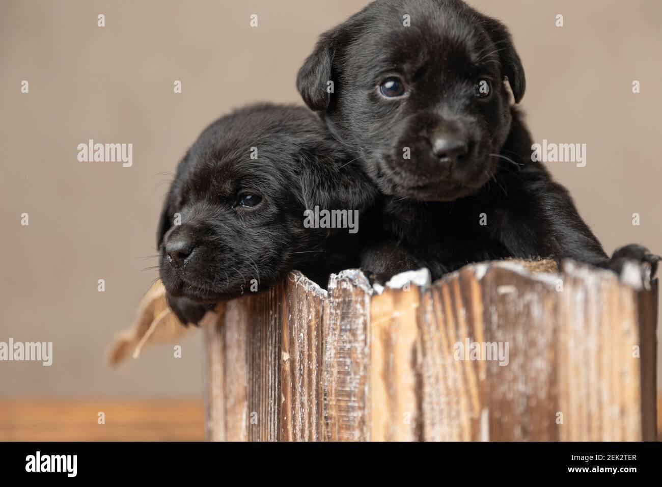 grumpy labrador retriever dog resting next to his cute friend in their ...