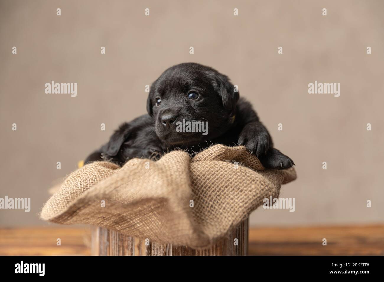 2 sleeping dogs hi-res stock photography and images - Alamy