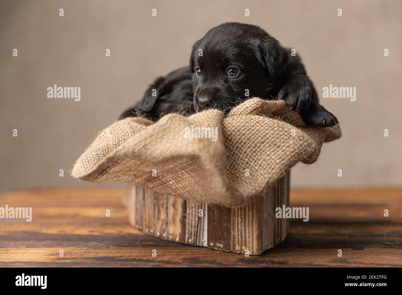 two little labrador retriever dogs are cuddling in their wooden bed and ...