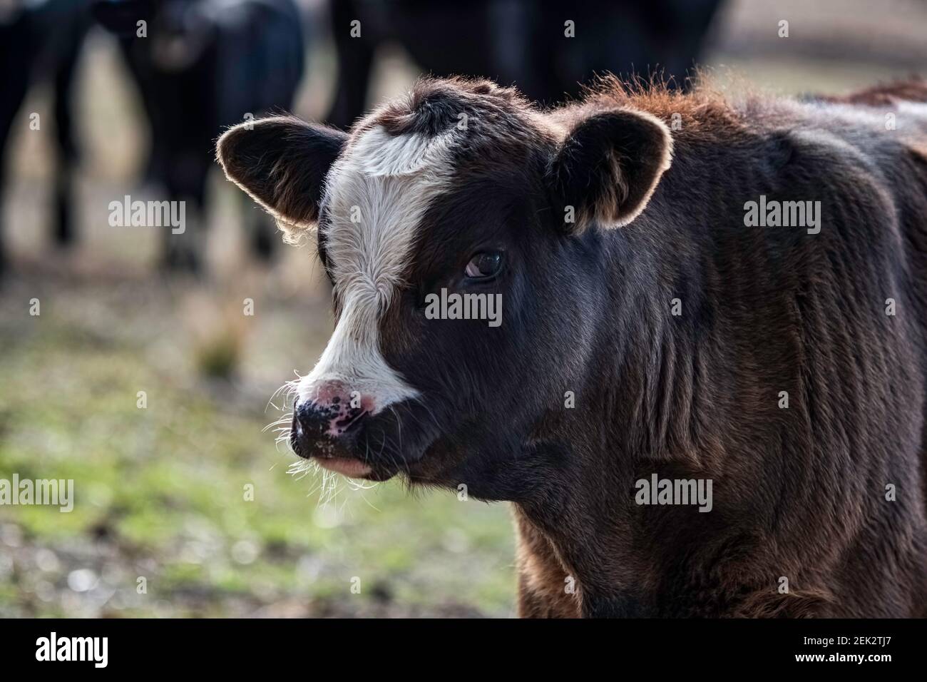Profile of a cute Angus crossbred calf with a blaze face that is ...
