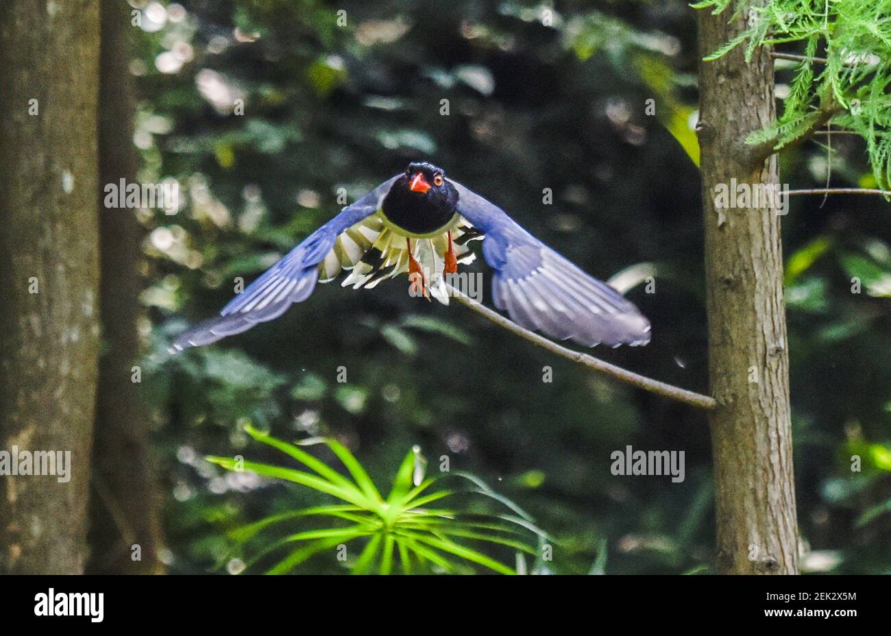 NANNING, CHINA - MAY 16, 2020 - A red billed Blue Magpie (Urocissa ...
