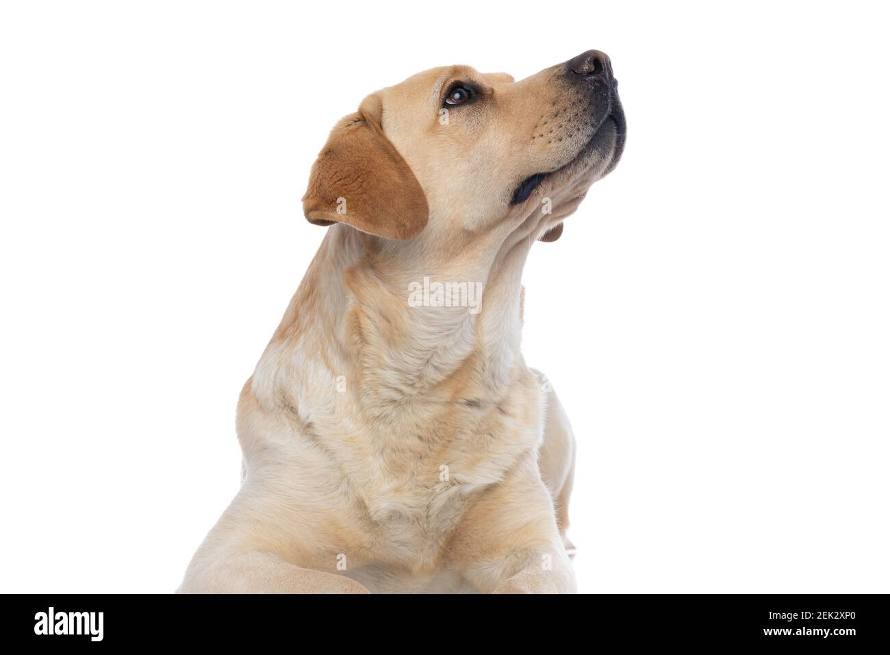 adorable labrador retriever dog looking away and being indifferent ...