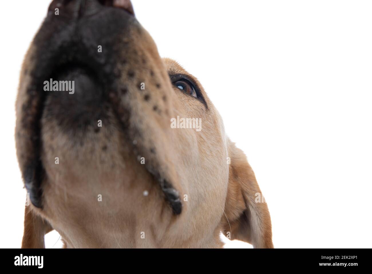 cute labrador retriever dog sniffing the camera in a close up view ...
