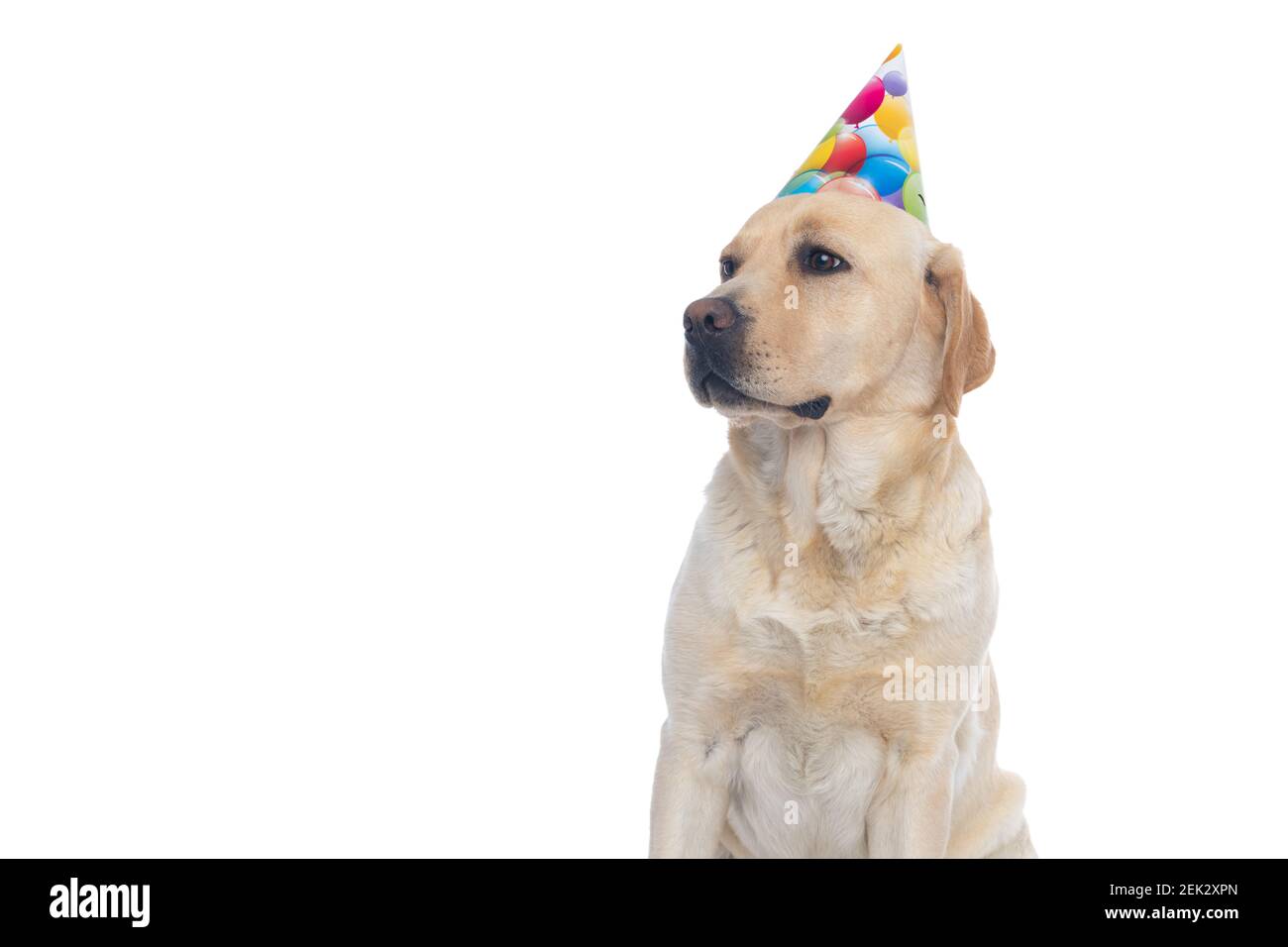Happy Birthday Cute Lab