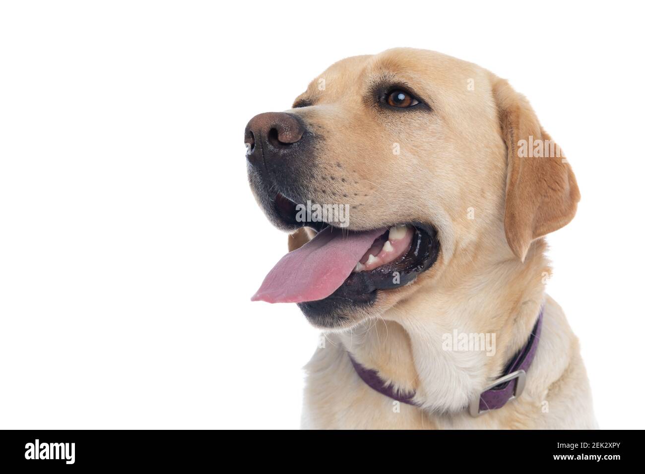 closeup on a beautiful labrador retriever dog wearing a purple leash ...