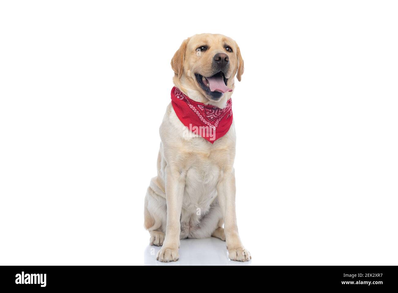 Labrador wearing bandana hi-res stock photography and images - Alamy