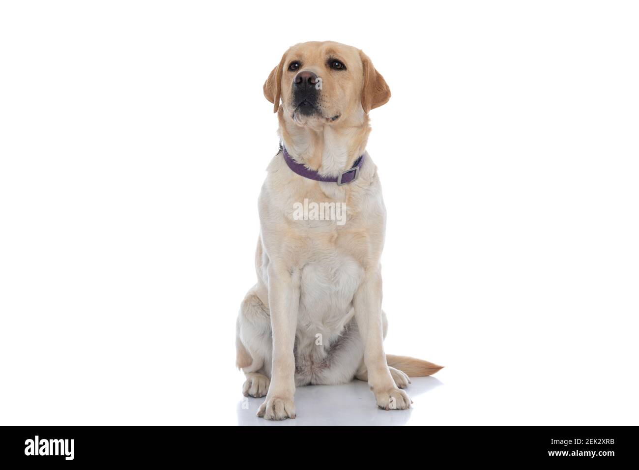 seated labrador retriever dog looking away, wearing a purple leash on ...