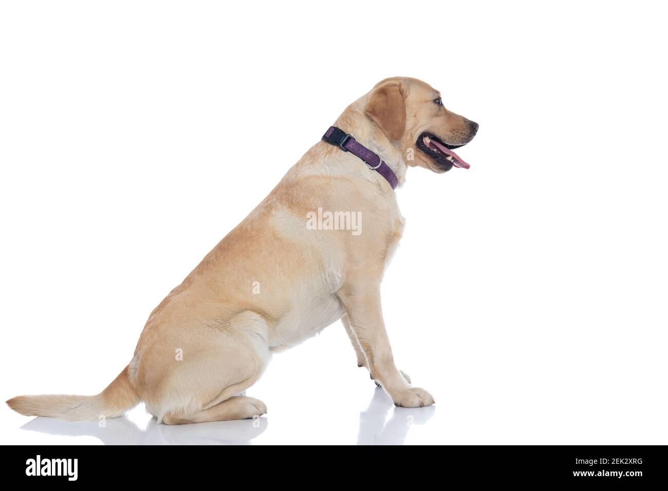 side view of a cute labrador retriever dog waiting in line and wearing ...