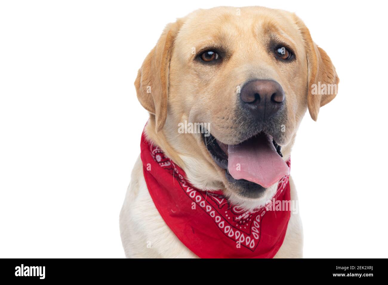 Labrador wearing bandana hi-res stock photography and images - Alamy
