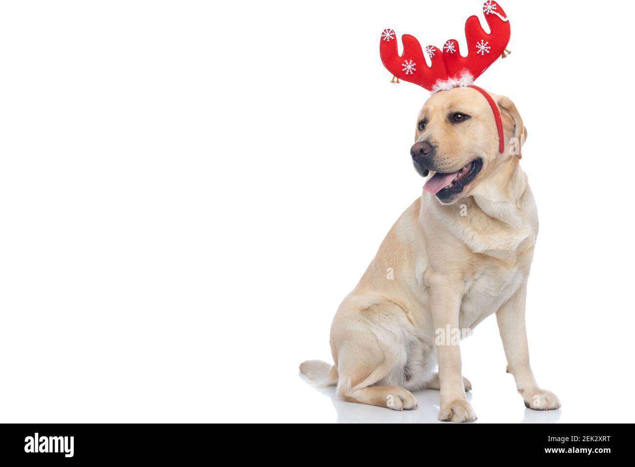 cute labrador retriever dog wearing red reindeer horns, looking aside ...