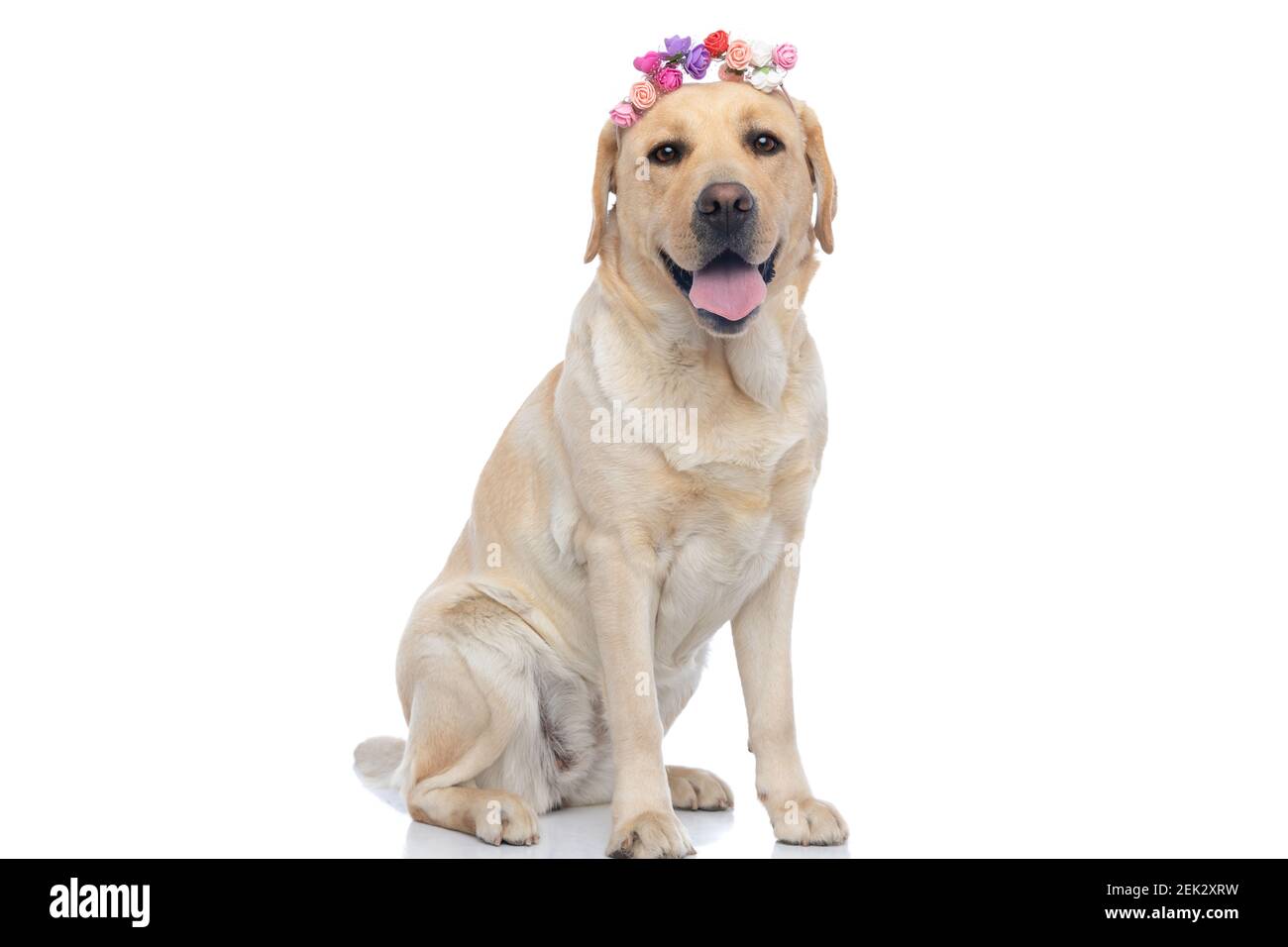 seated labrador retriever dog sticking out tongue and wearing a ...