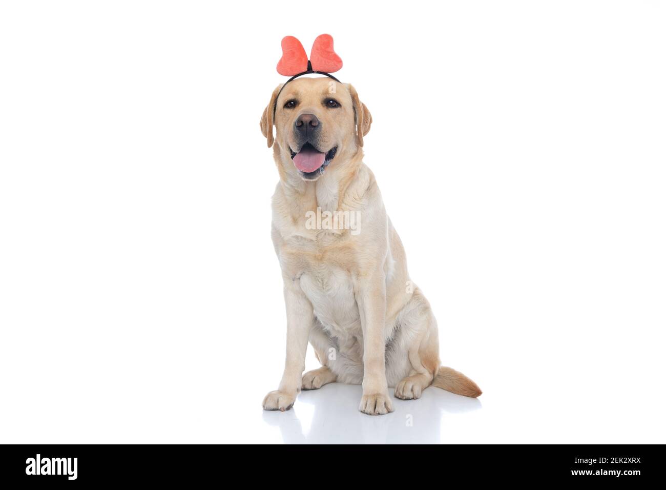 adorable labrador retriever dog wearing a pink butterfly headband and ...
