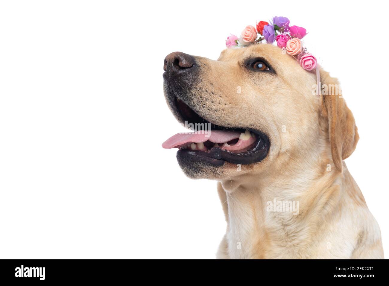 side view of a cute labrador retriever dog wearing flowers and panting ...