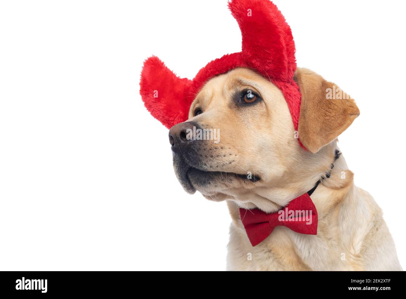 side view of a labrador retriever dog wearing devil horns and a bowtie ...