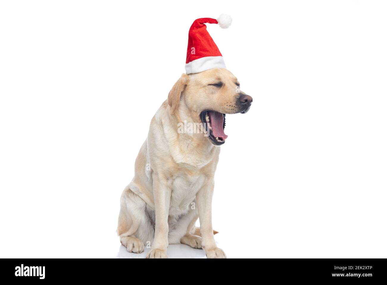 cute labrador retriever dog laughing out loud and wearing a christmas ...