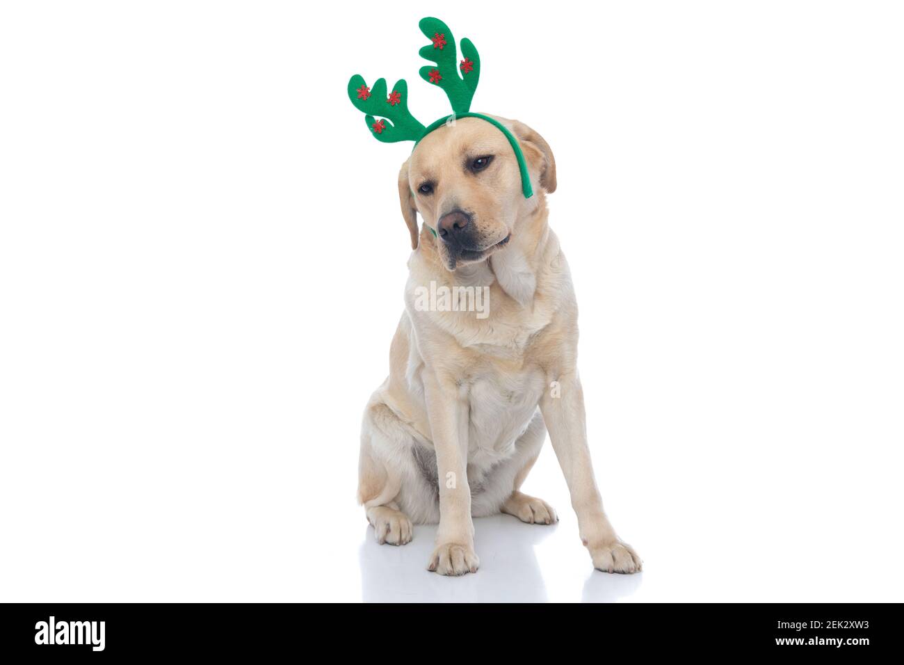 cute labrador retriever dog wearing reindeer horns and looking down ...