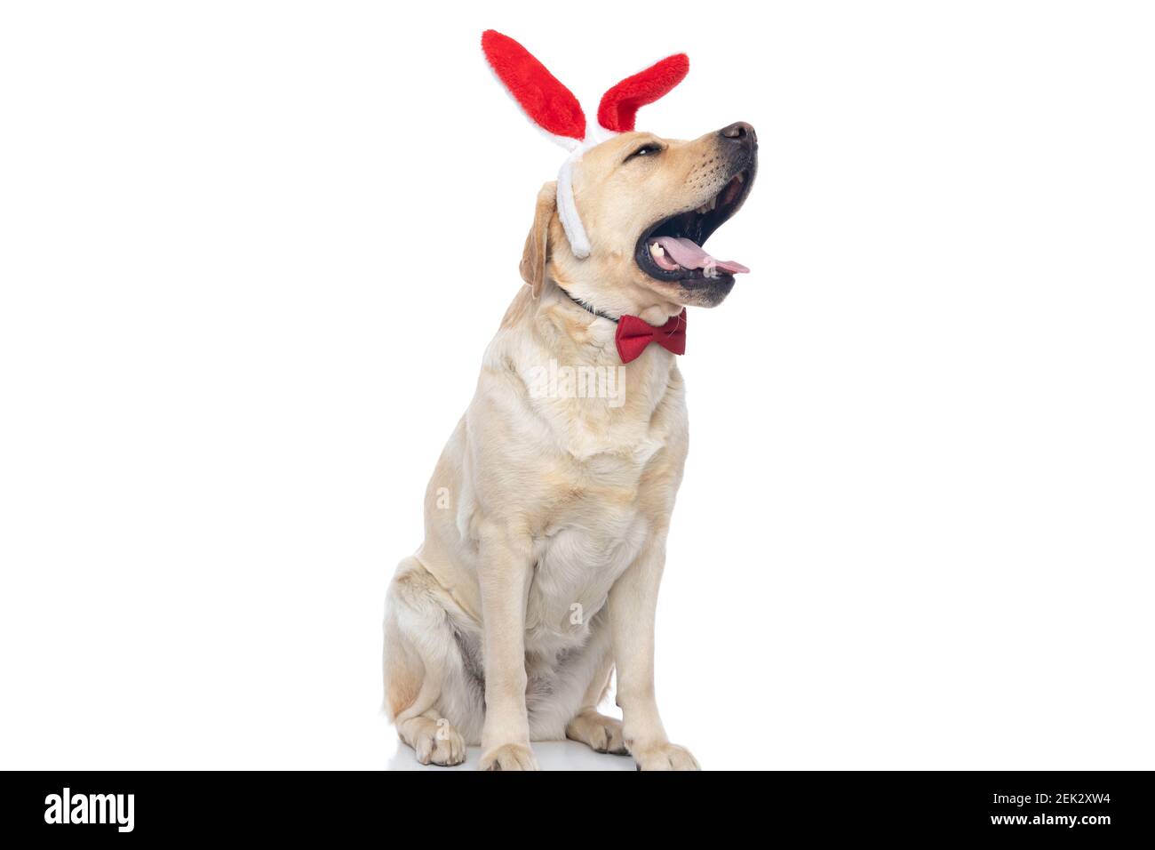 Are Labrador Retrievers Loud