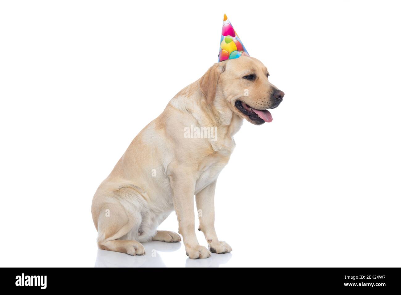 Happy Birthday Cute Lab