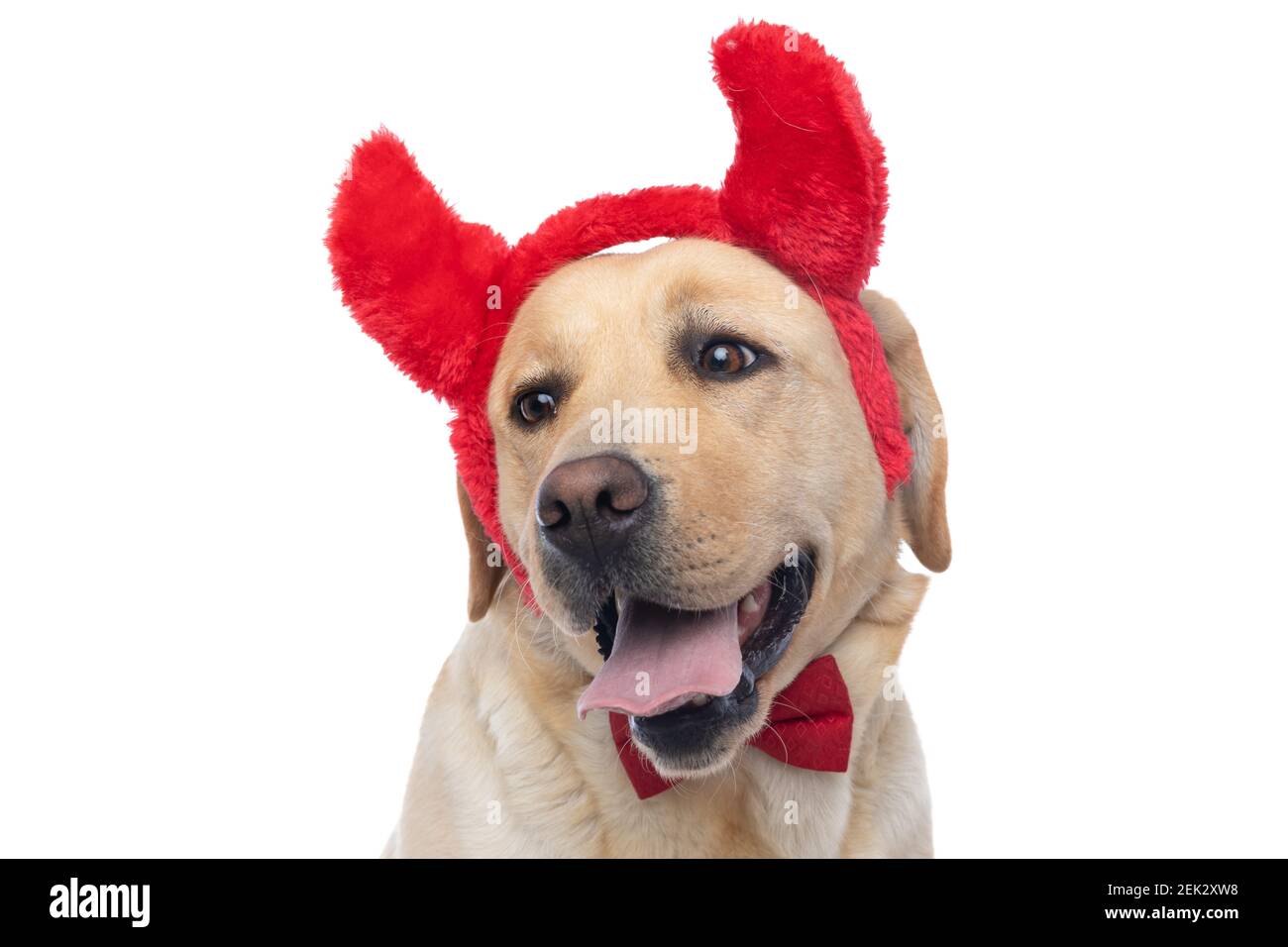 cute labrador retriever dog feeling happy, sticking out tongue and ...