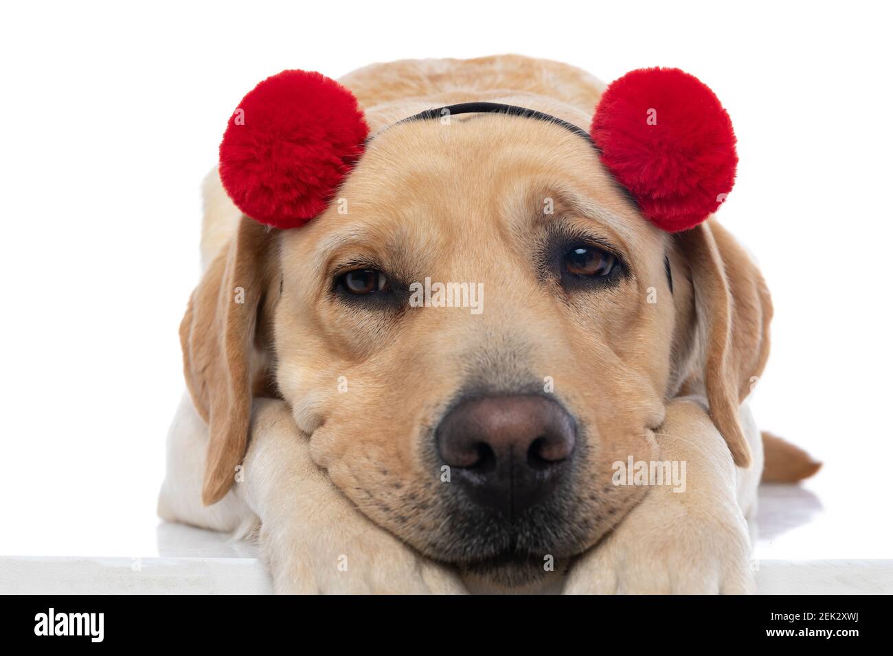 closeup on a sweet labrador retriever dog wearing fluffy balls and ...