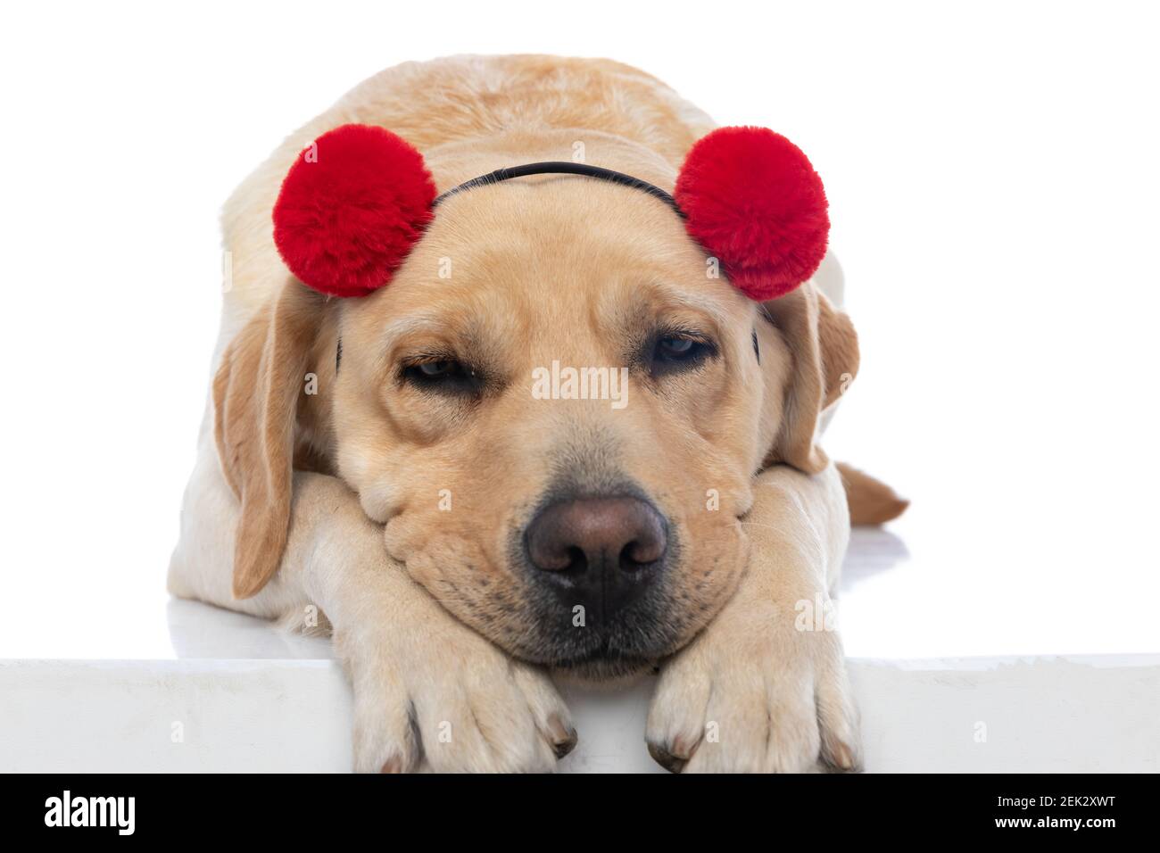 Dog with big balls hi-res stock photography and images - Alamy