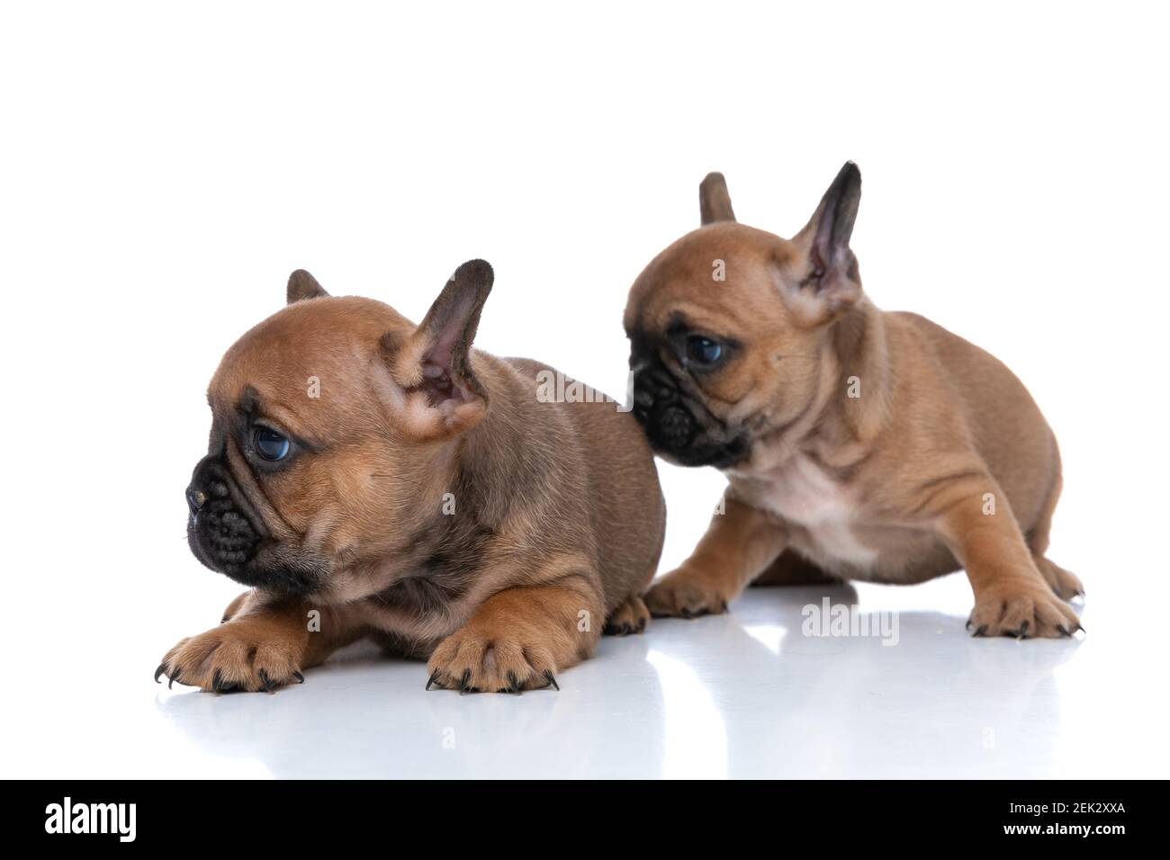 What Two Dogs Make A French Bulldog