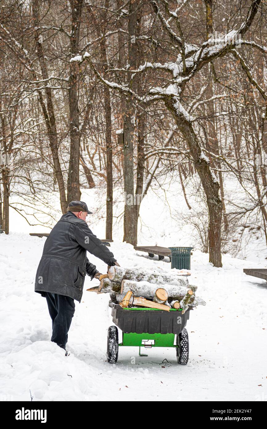 Man collecting wood or branches with a wheelbarrow in winter after ...