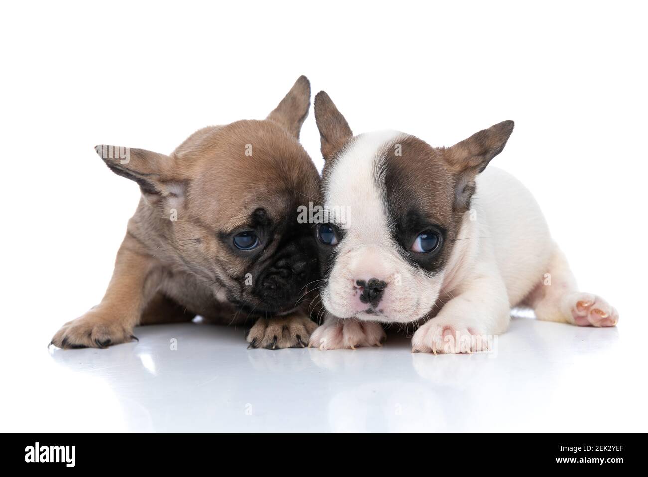 two french bulldog dogs being affective with each other against white ...