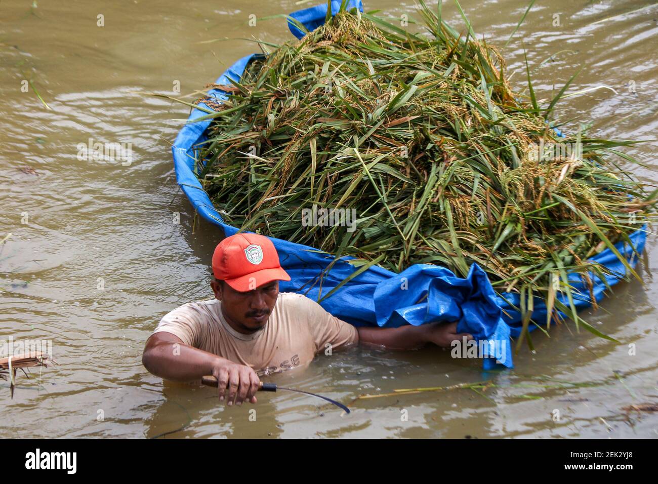 A farmer harvests rice in floods due to high rainfall in Aceh Utara ...