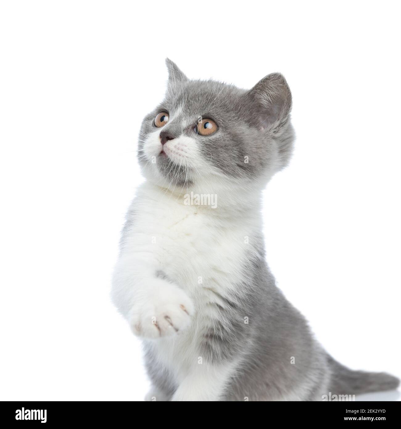 british shorthair cub cat hitting something with her paw and playing ...