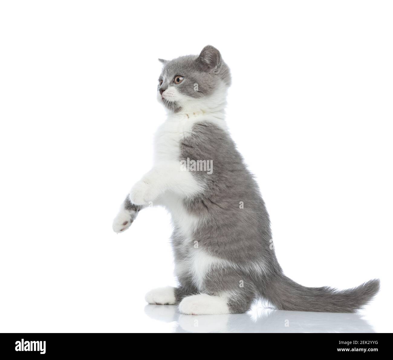 side view of a beautiful british shorthair cat standing on hind legs ...