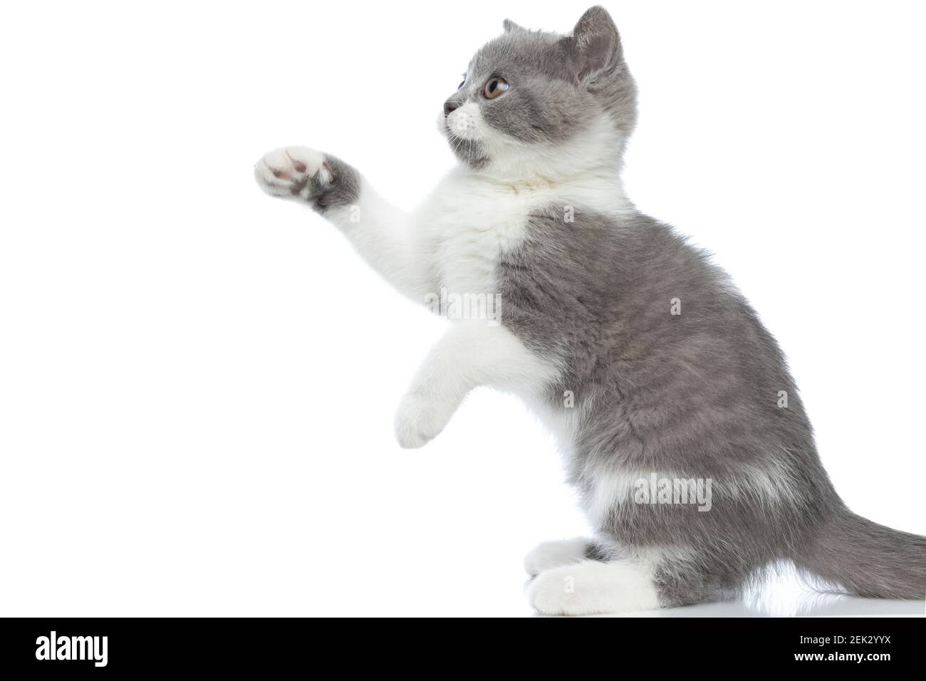 side view of an adorable british shorthair cat trying to reach ...