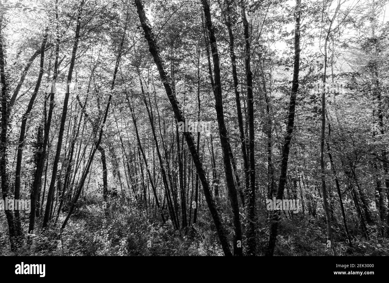 Tall trees in spring texture effect Stock Photo - Alamy
