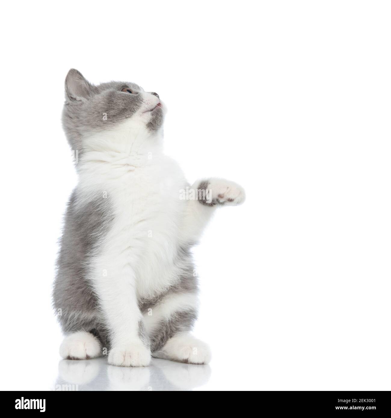 little british shorthair cat looking to aside with her paw up and ...