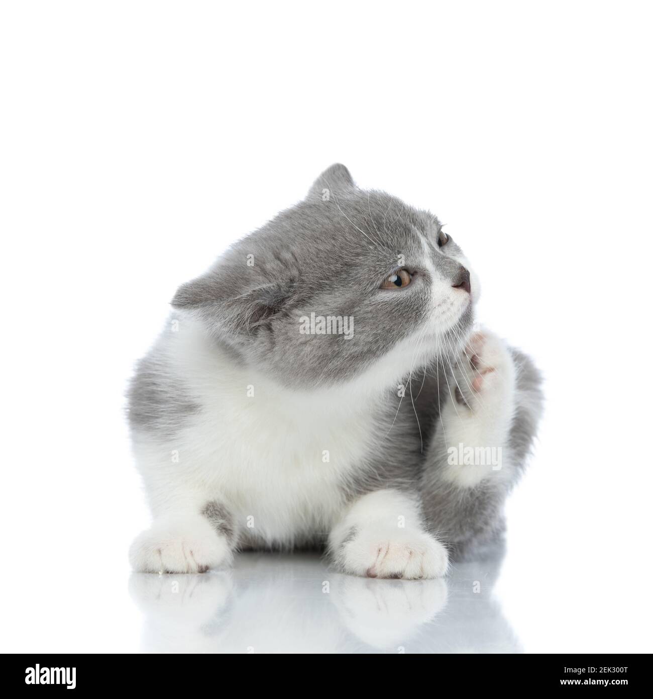 cute british shorthair cat scratching her chin and sitting on white ...