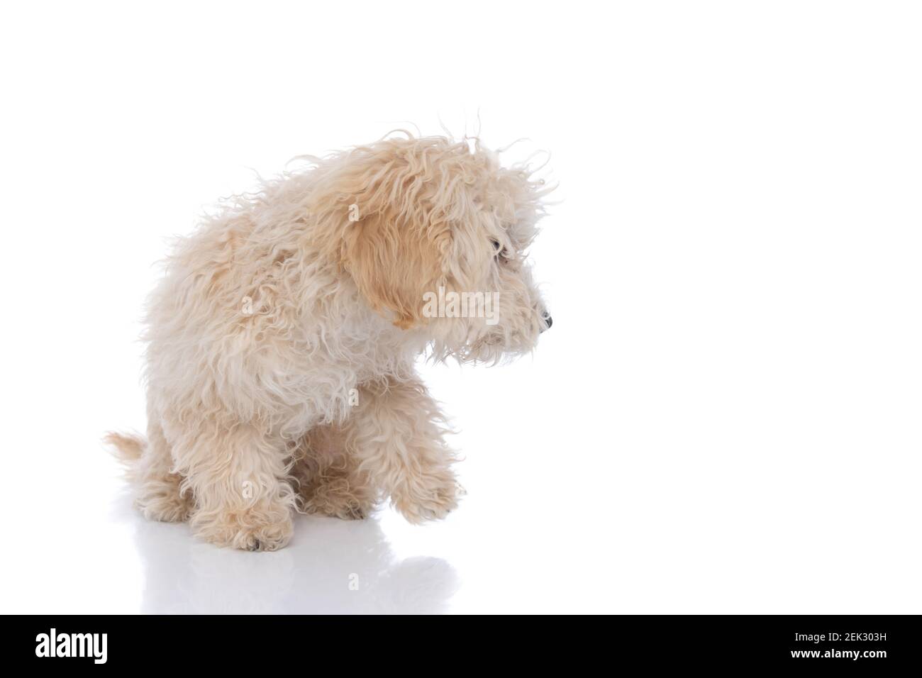 seated caniche dog trying to leave, looking aside and raising one paw ...
