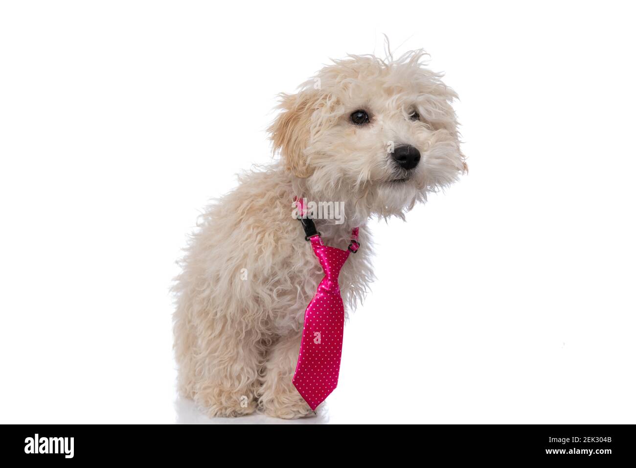 small caniche dog looking at the camera and wearing a pink tie against ...