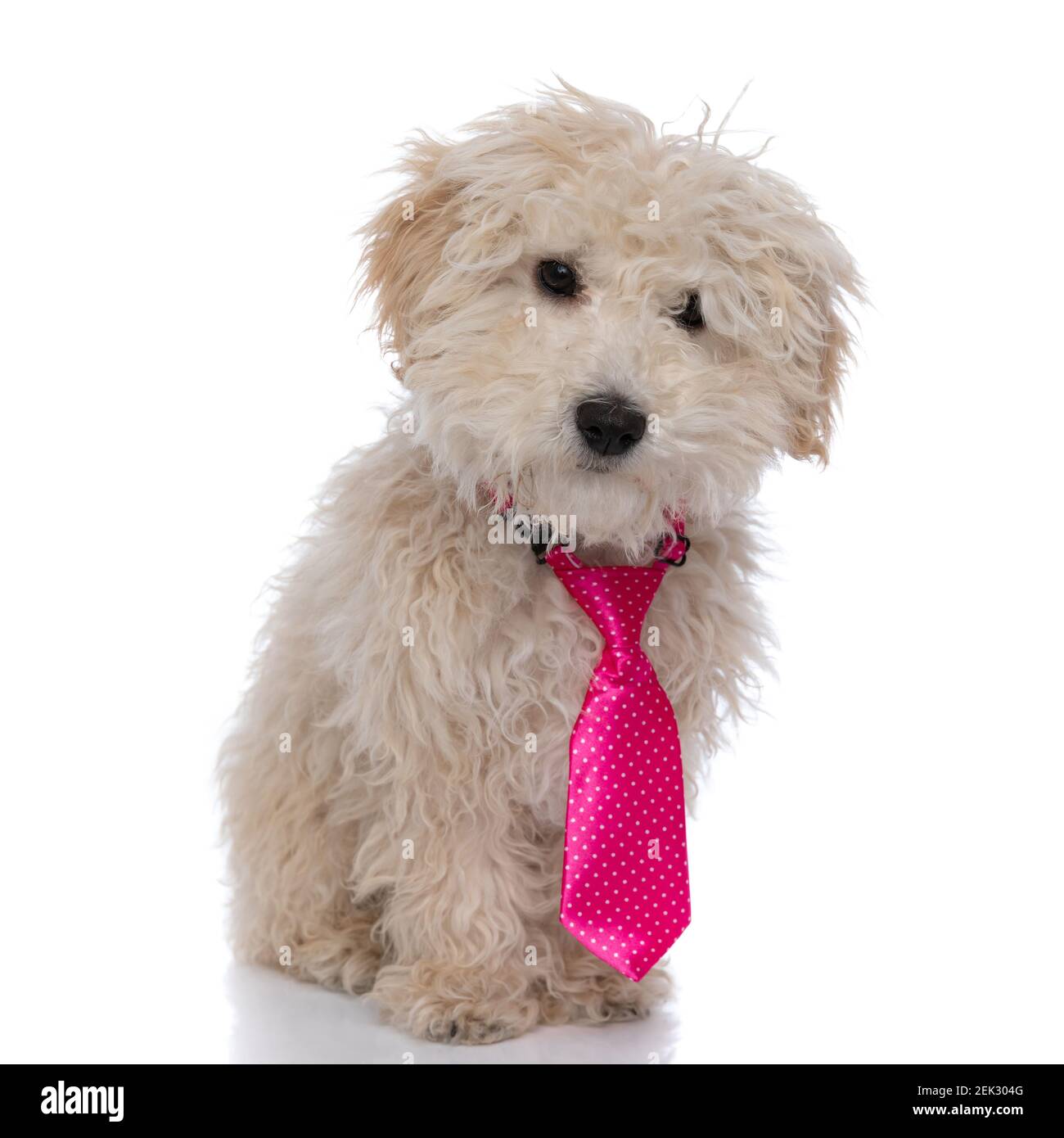 little caniche dog wearing a pink tie, looking at the camera and ...