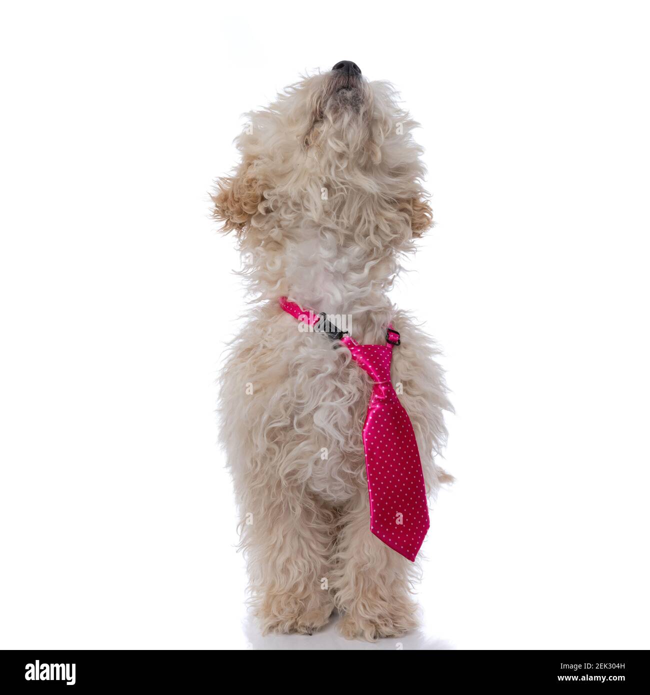 adorable caniche dog wearing a pink tie and looking up against white ...