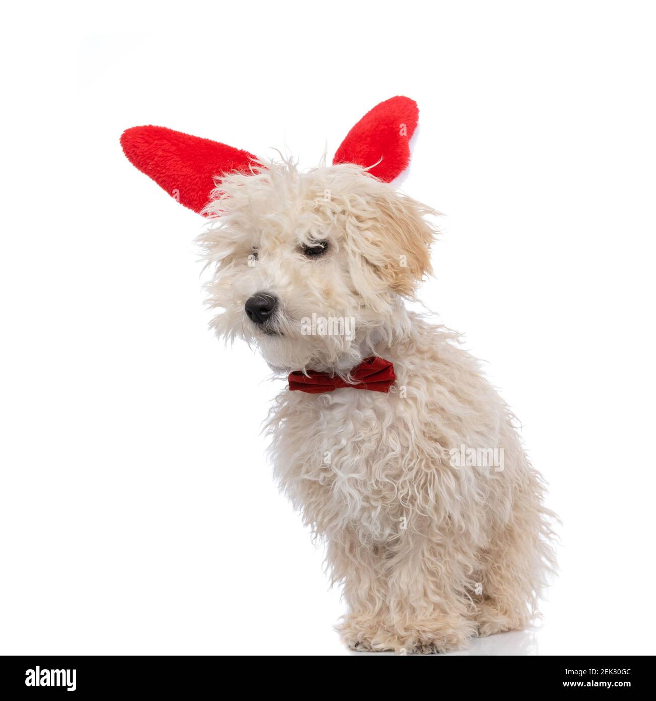 adorable caniche dog wearing red bowtie and bunny ears against white ...
