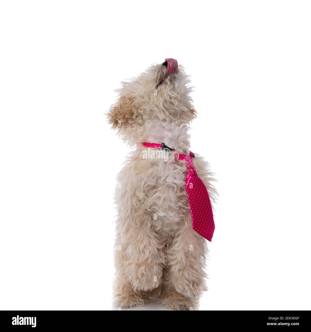 small caniche dog licking his nose, wearing a pink tie and standing on ...